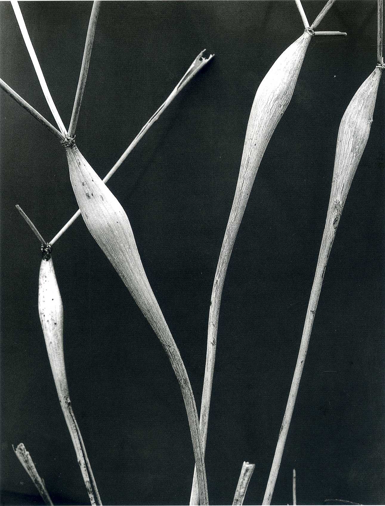 Flora 029 | moon soup